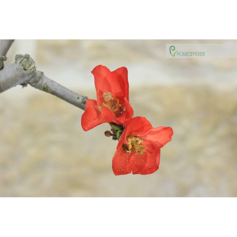 Bonsai di Cotogno giapponese a fiore rosso (16) | 150,00 € | Pollice Verde