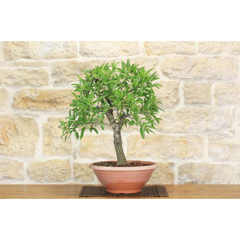 Pre bonsai yamadori of Almond (2) | €240.00 | Pollice Verde