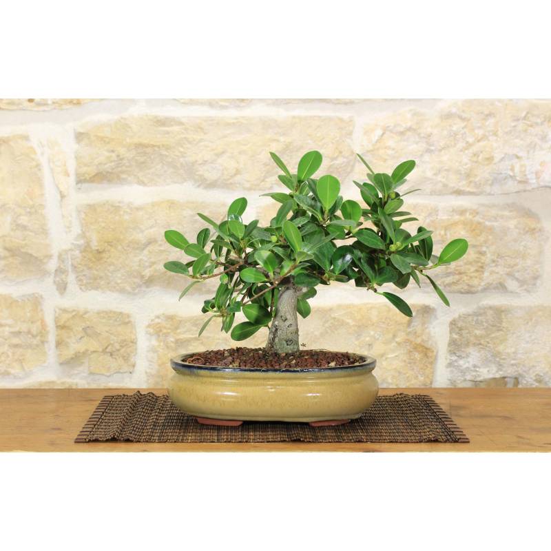 Bonsai Ficus Panda (23) | €130.00 | Pollice Verde