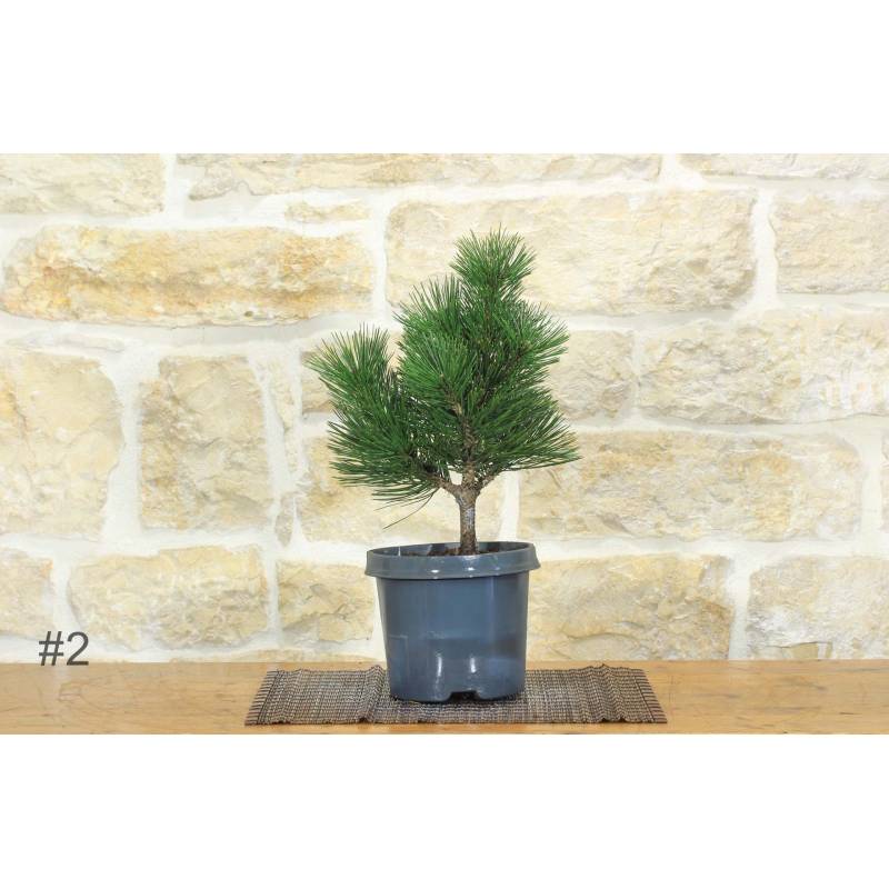 Pre bonsai di Pino Loricato - Pinus Heldreichii "Compact Gem" | 45,00 ...