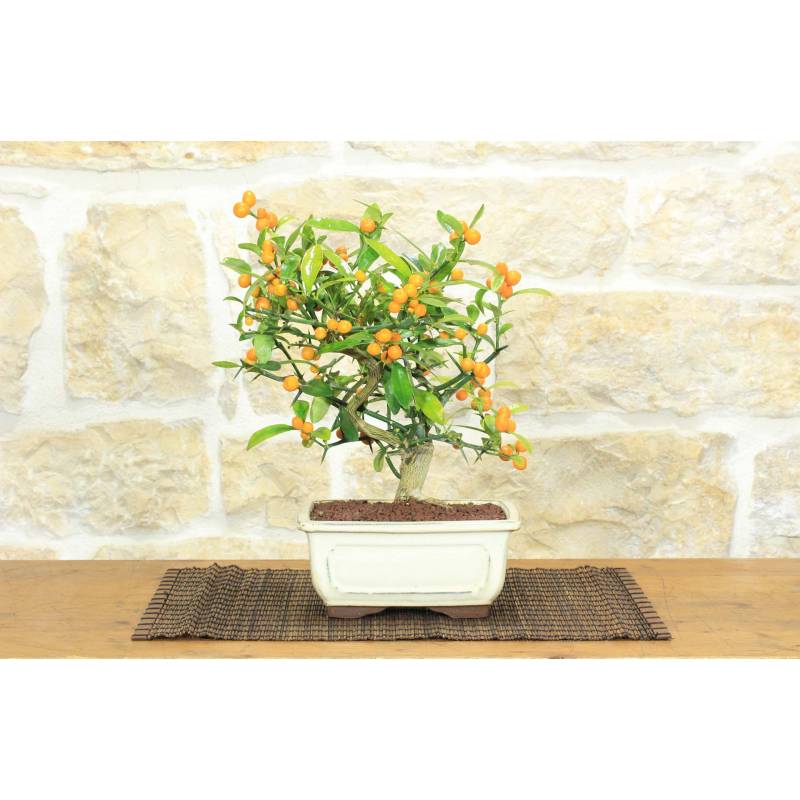 Citrus Kinzu Bonsai (16) | €120.00 | Pollice Verde