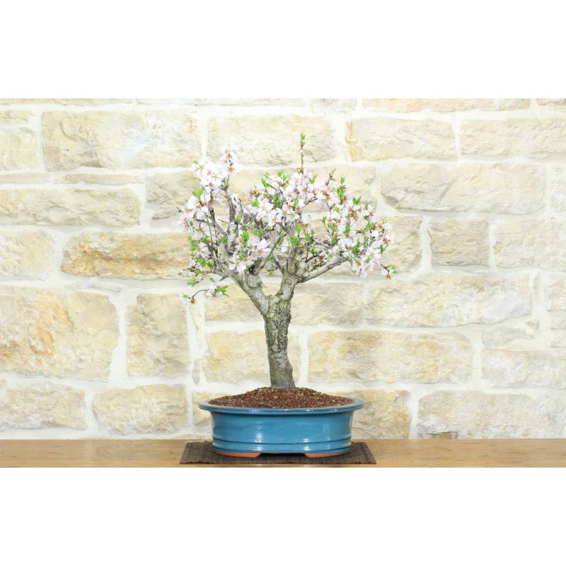 Mandelbaum Bonsai (18) | 480,00 € | Pollice Verde