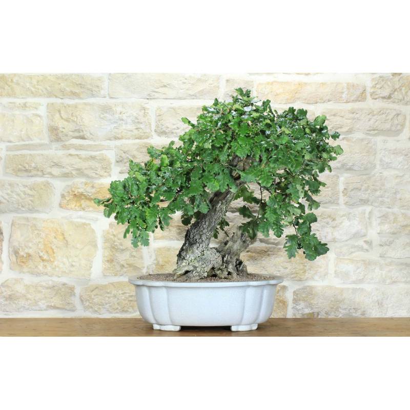 Oak Oak Bonsai (55) | €1,500.00 | Pollice Verde