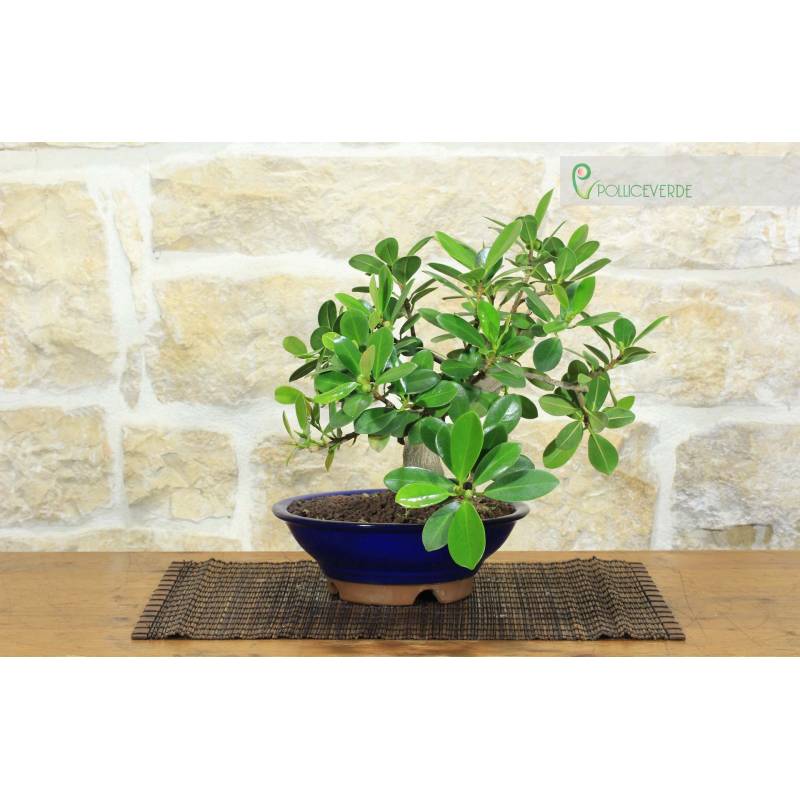 Bonsai Ficus Panda (27) | 80,00 € | Pollice Verde