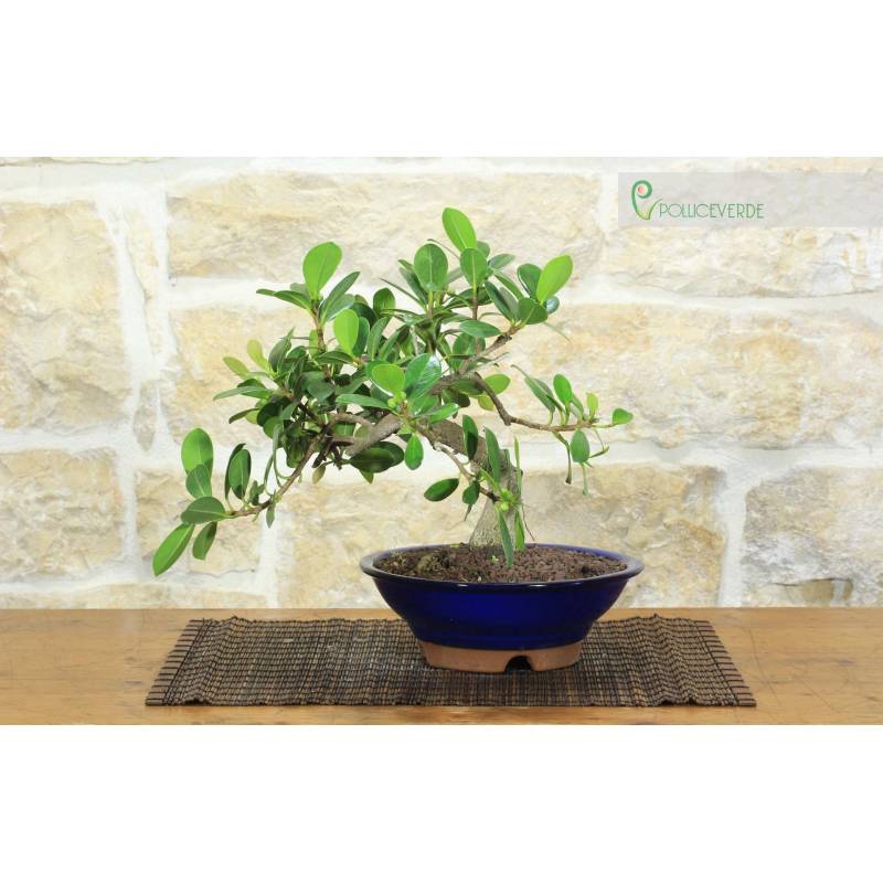 Bonsai Ficus Panda (27) | 80,00 € | Pollice Verde