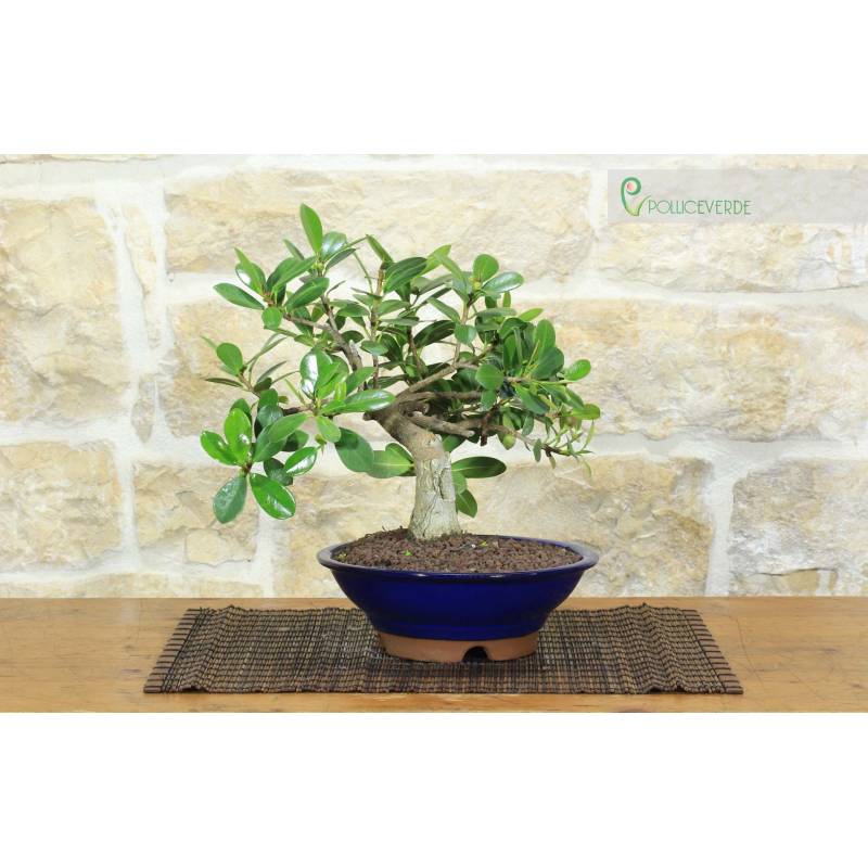 Bonsai Ficus Panda (27) | 80,00 € | Pollice Verde