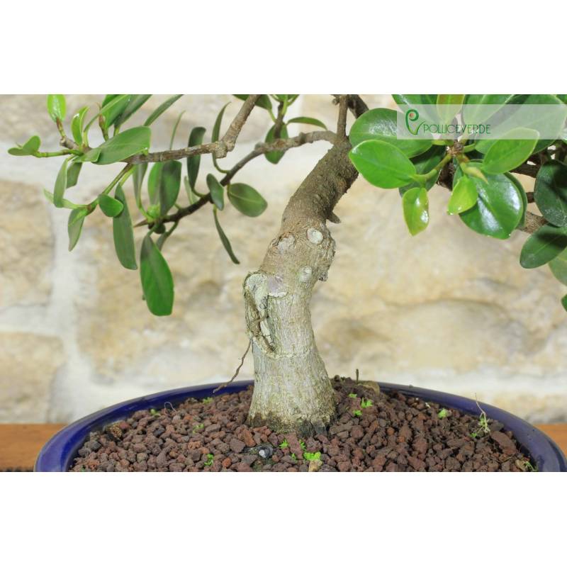 Bonsai Ficus Panda (27) | 80,00 € | Pollice Verde