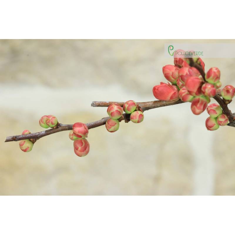 Bonsai di Cotogno giapponese a fiore rosa (15) | 180,00 € | Pollice Verde